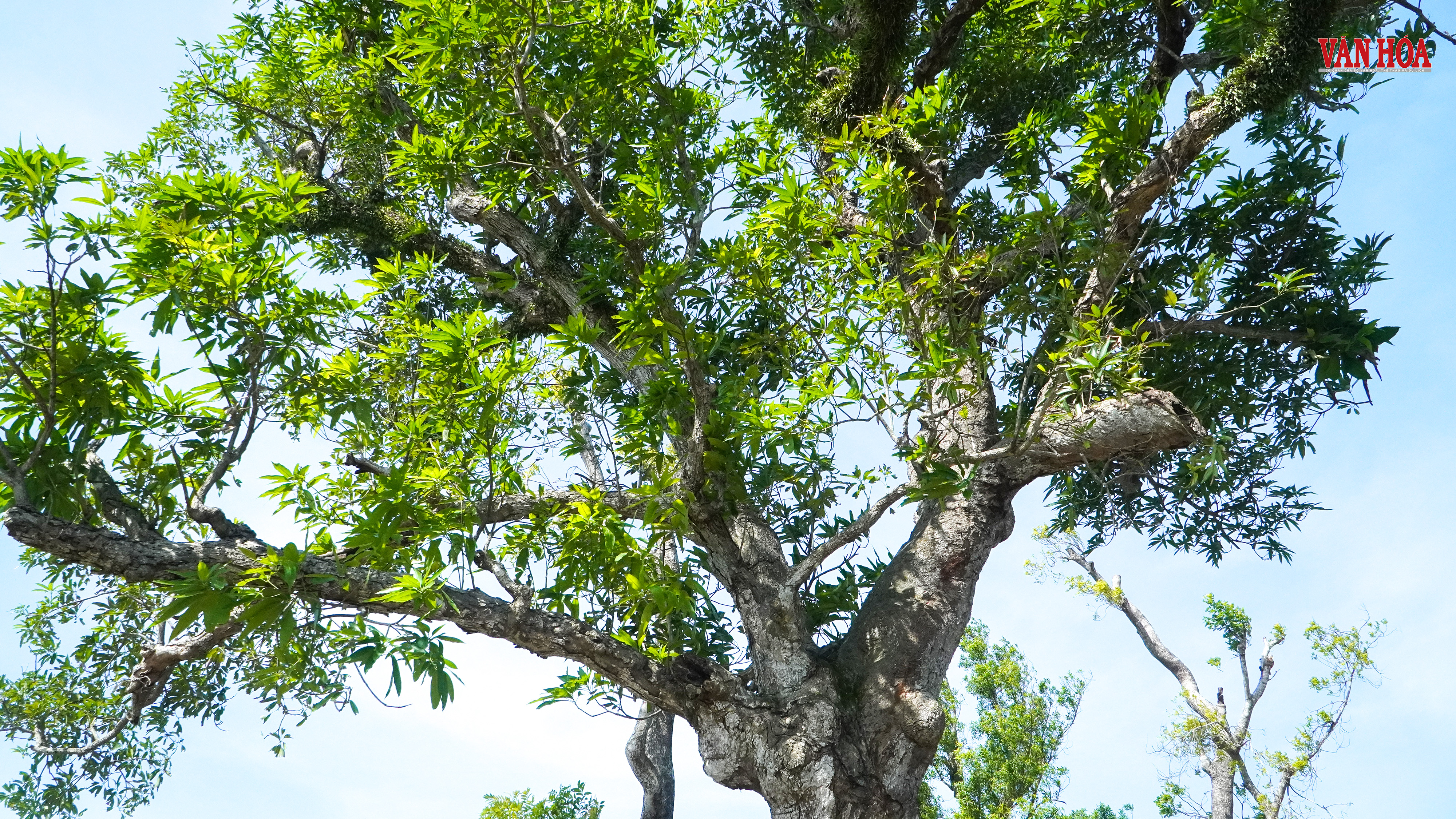 The story of two 300-year-old trees at Nguyen Du Relic Site