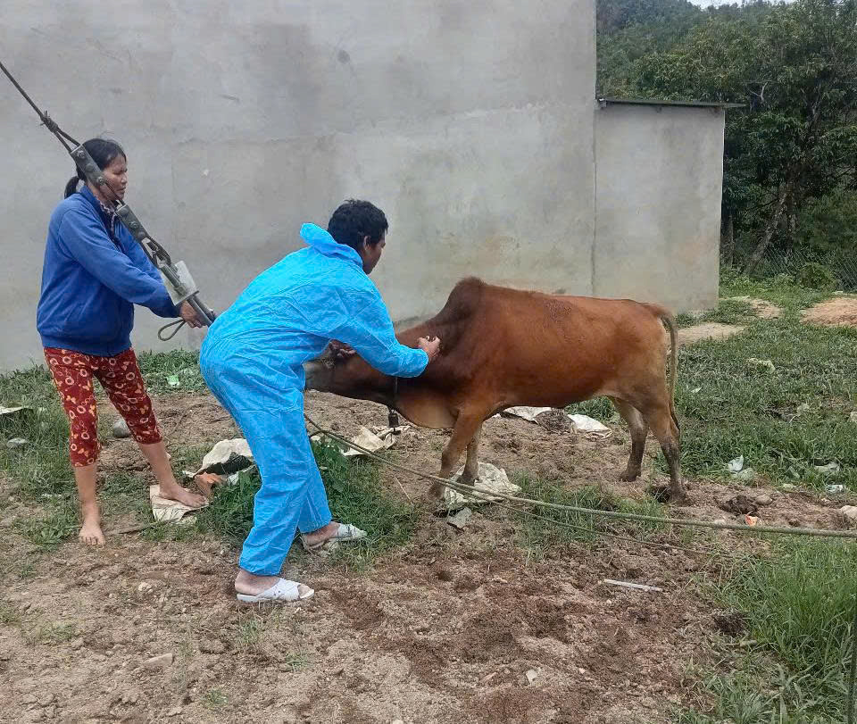 Phát hiện ổ dịch nghi lở mồm long móng ở xã Đăk Plô