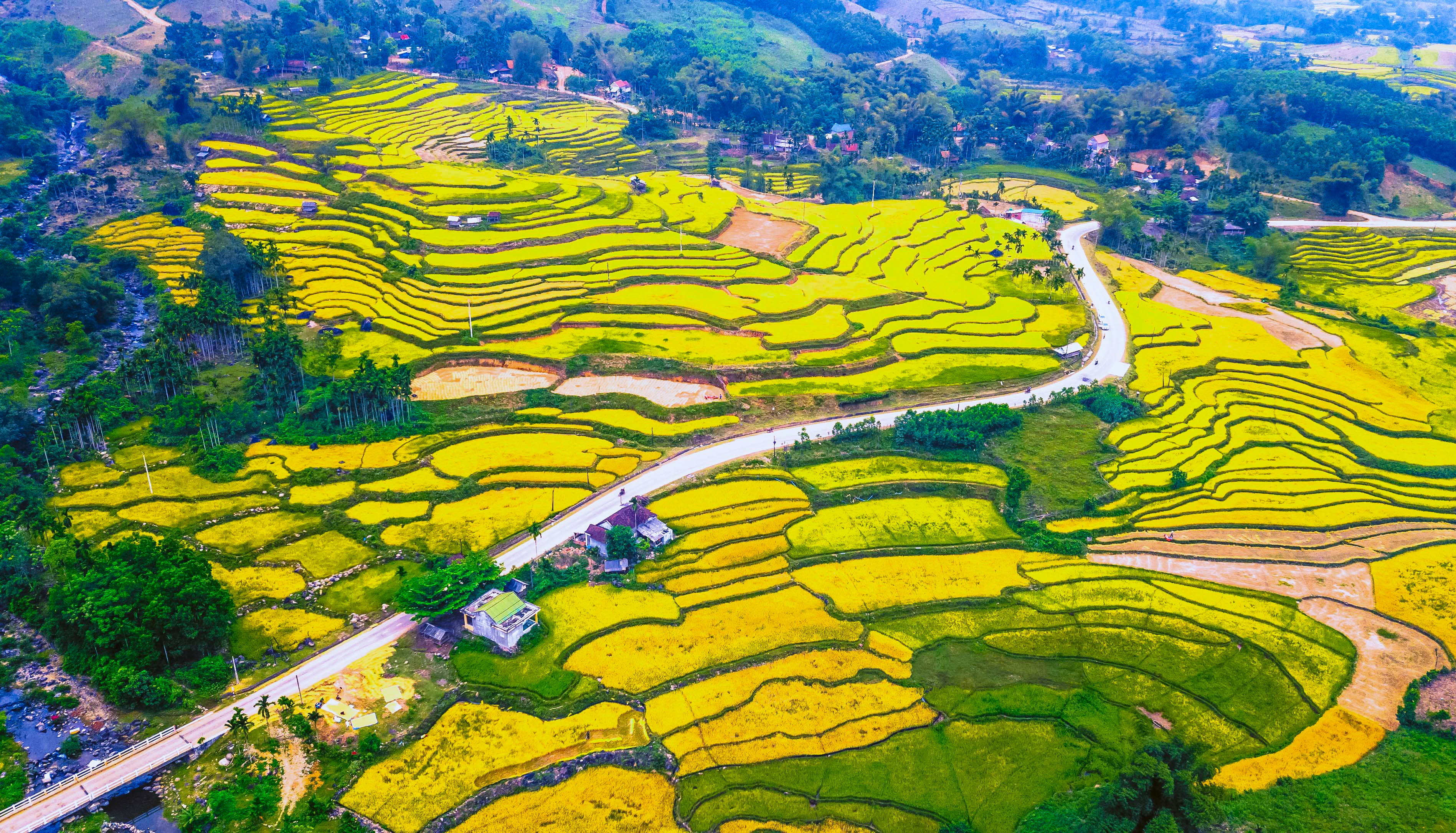 Mê mẩn mùa vàng nơi rẻo cao Quảng Ngãi