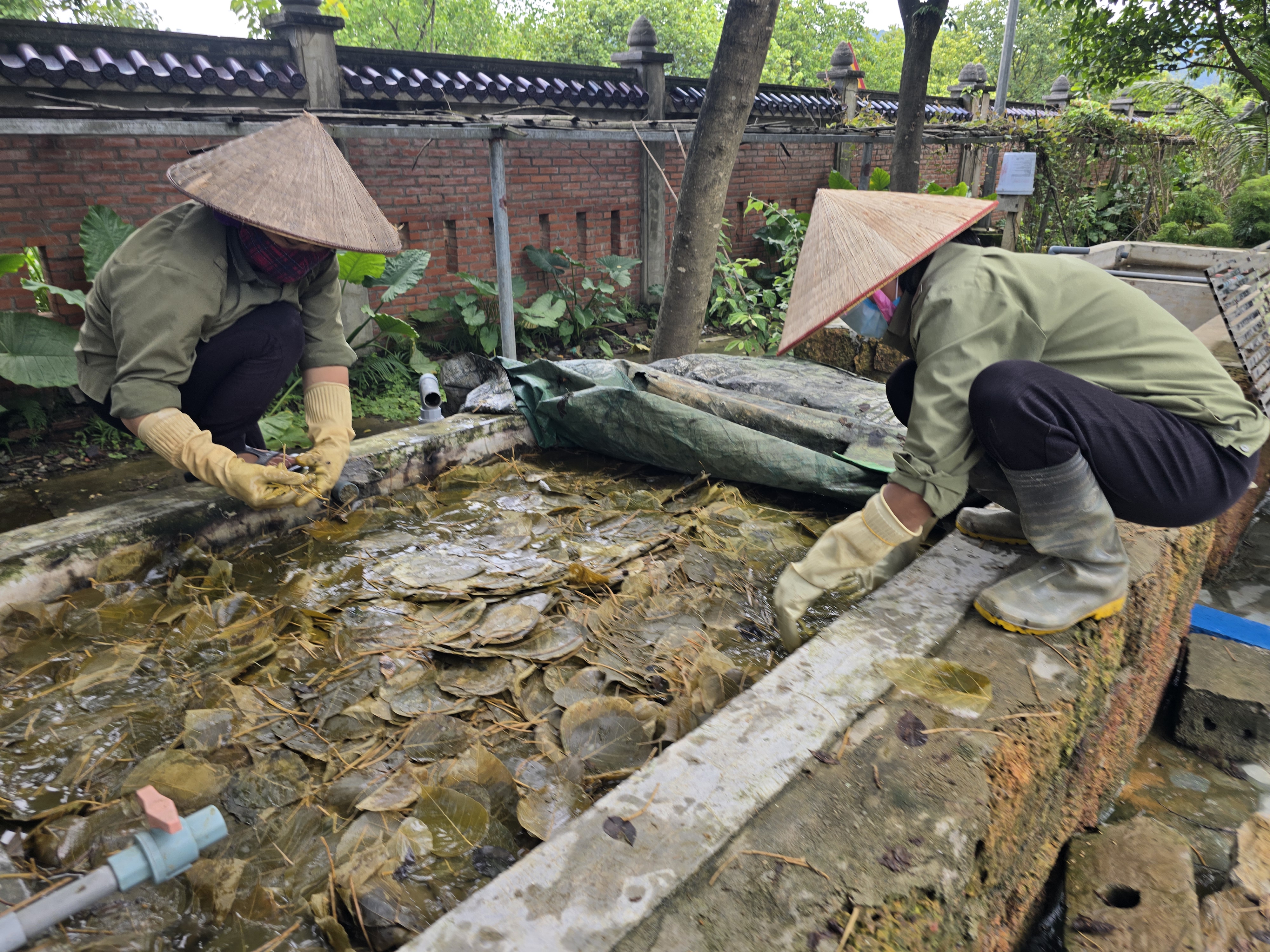 Transforming Bodhi leaves into valuable works of art.