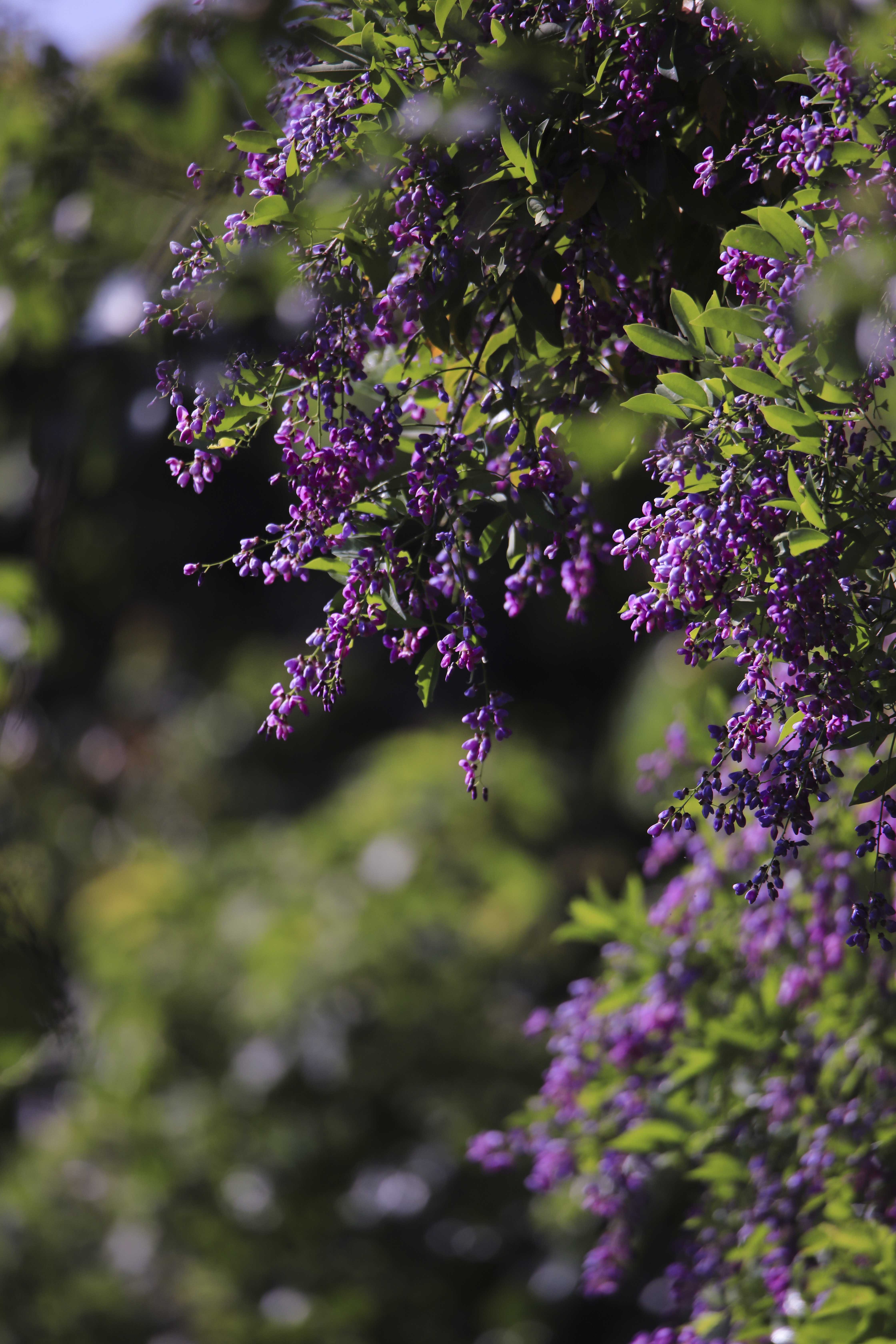 Vẻ đẹp quyến rũ của hoa tím thàn mát trên bán đảo Sơn Trà