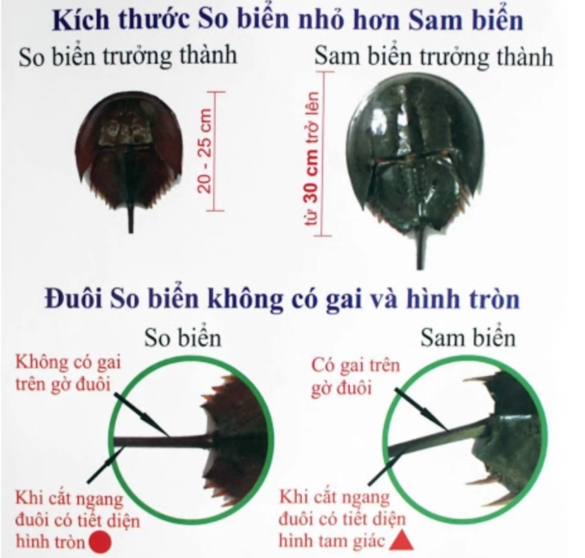 Phân biệt con sam biển và so biển để tránh bị ngộ độc | Đời sống | Báo ...