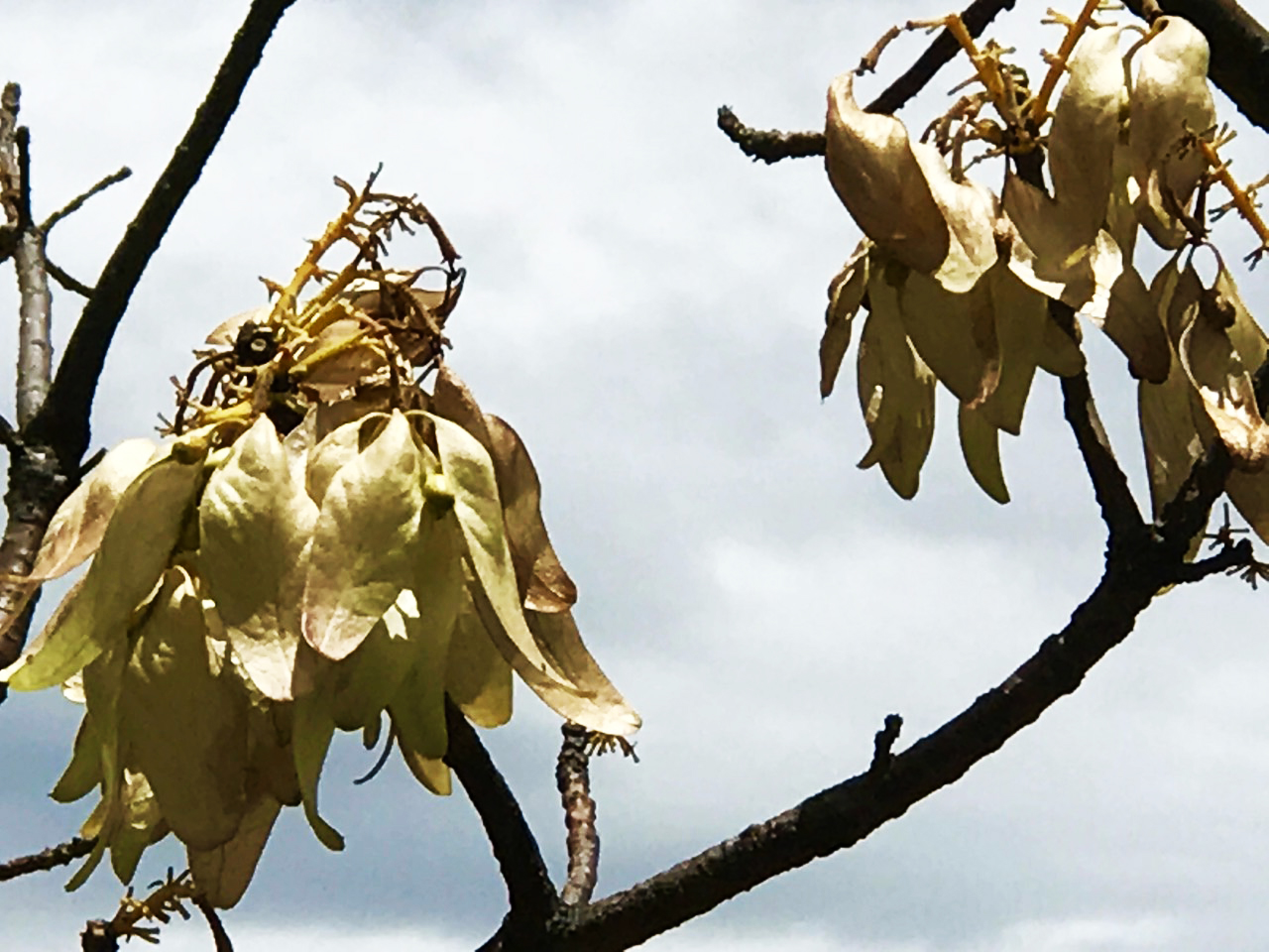 Nghề đan võng ngô đồng Cù Lao Chàm được công nhận DSVH phi vật thể quốc gia